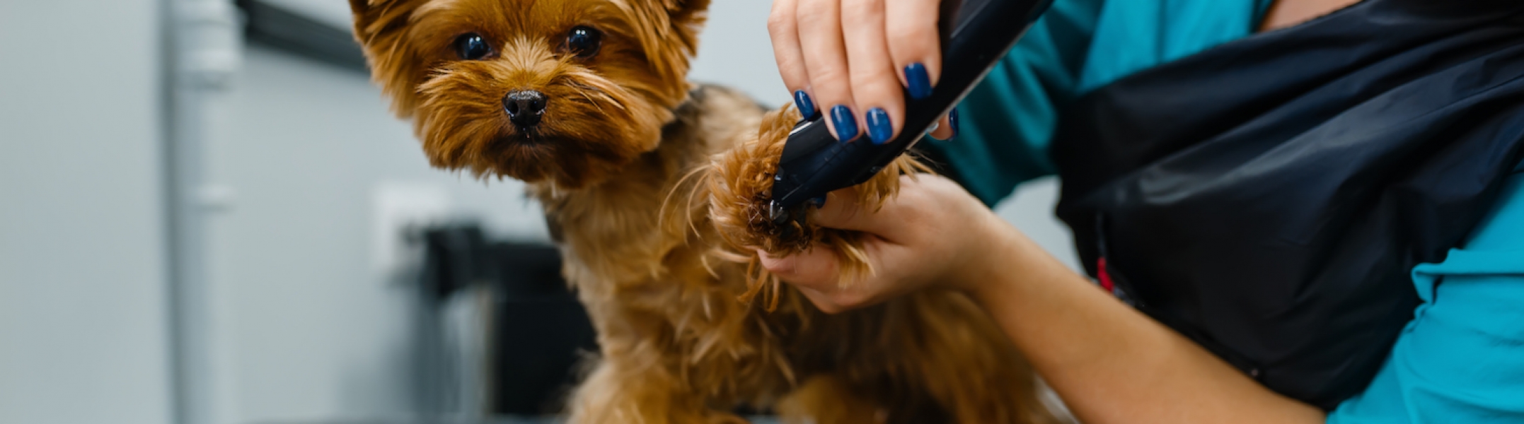 Benefits of Professional Grooming - Andes-Straley
