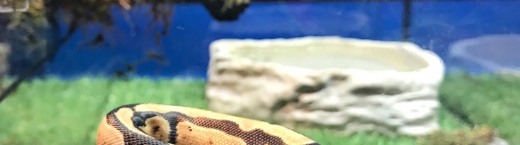 Guide to Ball Python Snakes - Andes-Straley